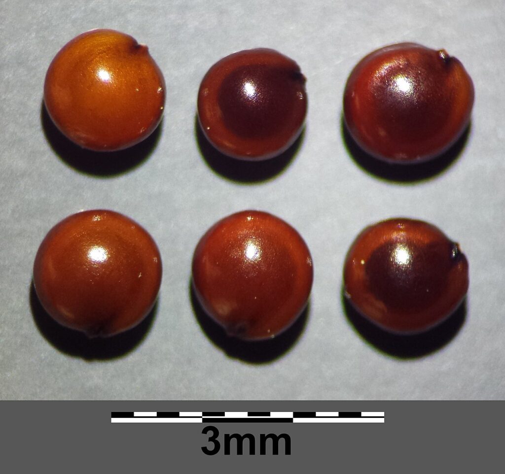 Amaranth (Amaranthus spp.) - Learn Seed Saving