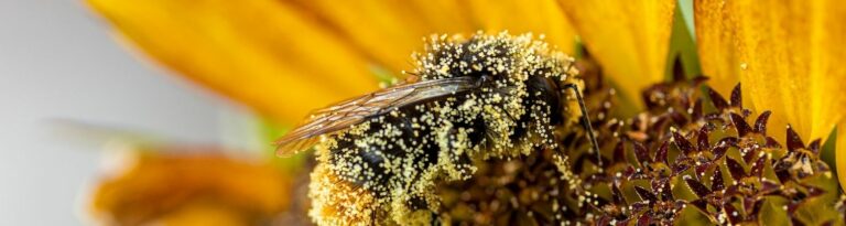 What is Pollination - Learn Seed Saving