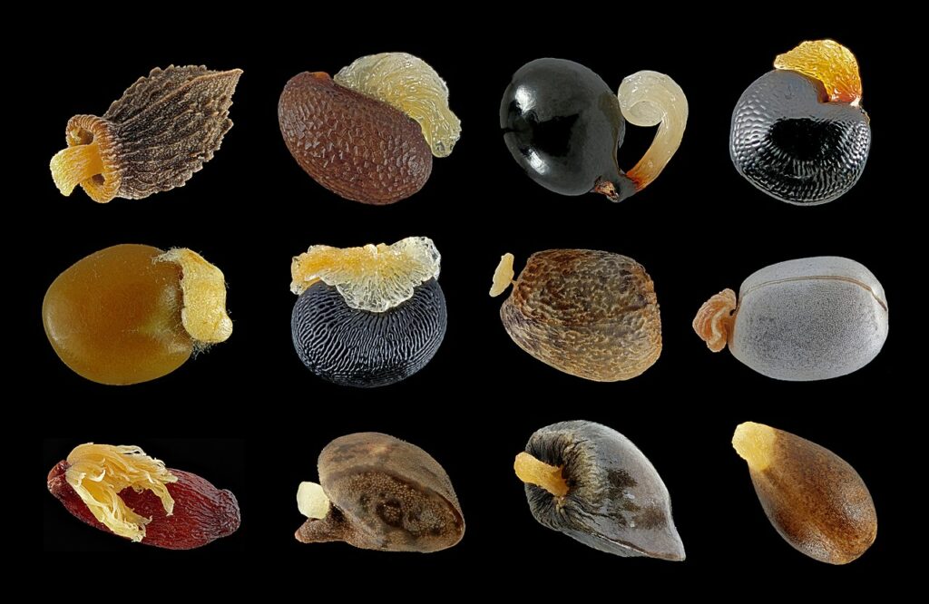 Anatomy of a Seed - Learn Seed Saving