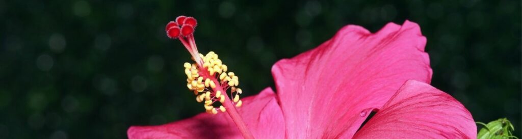 Anatomy Of A Flower Learn Seed Saving Anatomy Of A Flower Learn Seed Saving