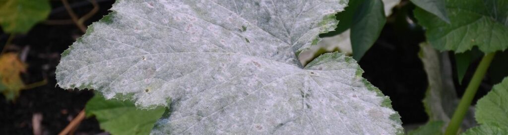 Integrated Pest Management (IPM) - Learn Seed Saving