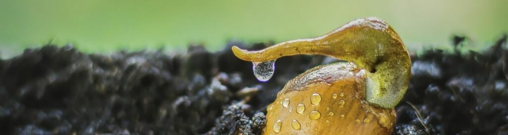 Anatomy of a Seed - Learn Seed Saving