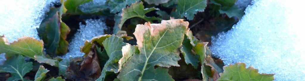 Vernalization and Overwintering - Learn Seed Saving