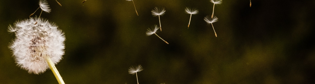 Types of Seed Dispersal - Learn Seed Saving